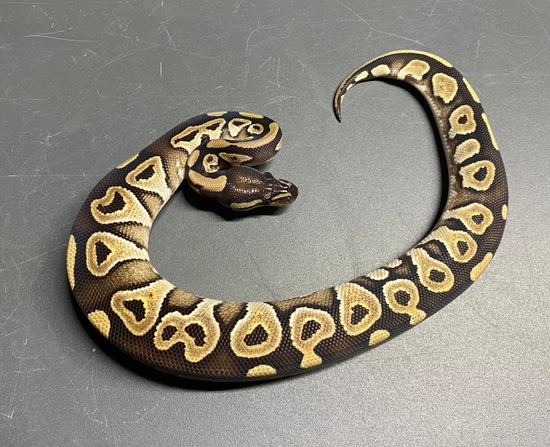 Mojave Ball Python by CJC Exotics, LLC