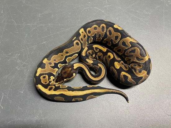 Leopard Ball Python by CJC Exotics, LLC