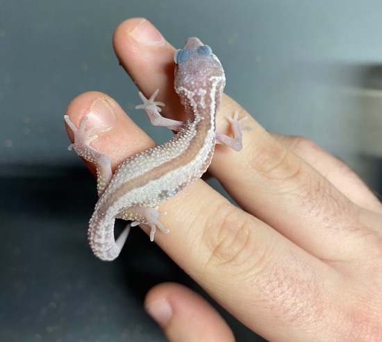 Mack Snow Patternless Leopard Gecko by CJC Exotics, LLC