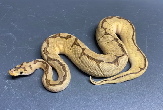Spider Granite Clown Ball Python by CJC Exotics, LLC