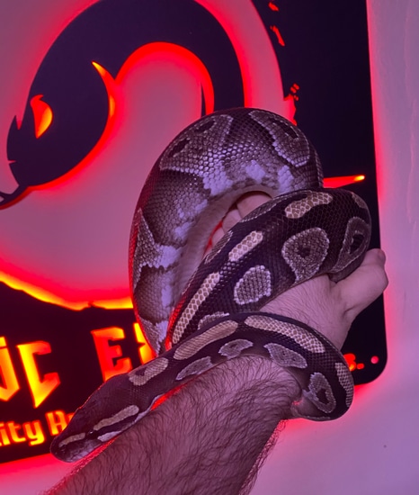 Mojave Ball Python by CJC Exotics, LLC