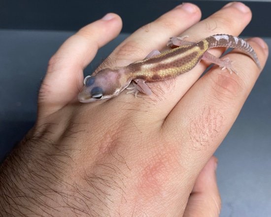 Reverse Stripe Albino Leopard Gecko by CJC Exotics, LLC