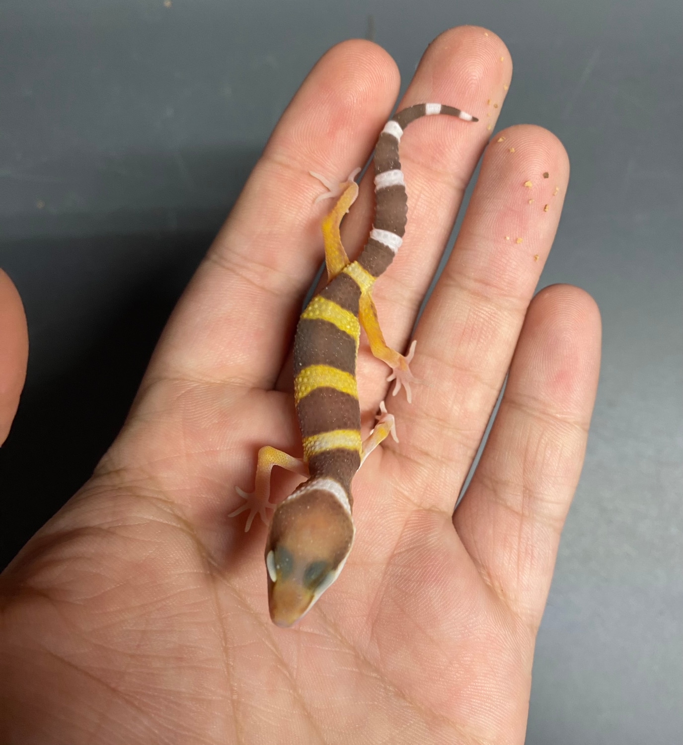 Tremper Albino Leopard Gecko by CJC Exotics - MorphMarket