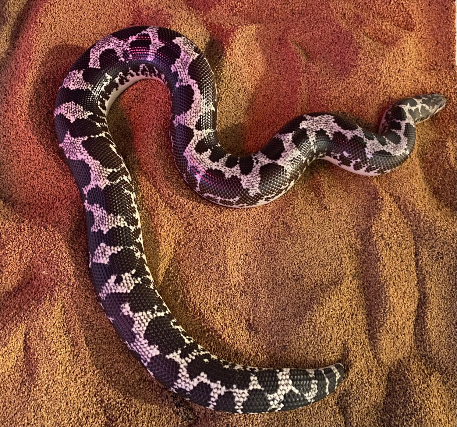 Anery Kenyan Sand Boa by CJC Exotics - MorphMarket