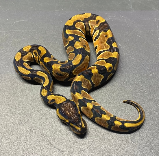 Gold Blush Het Clown Ball Python by CJC Exotics, LLC