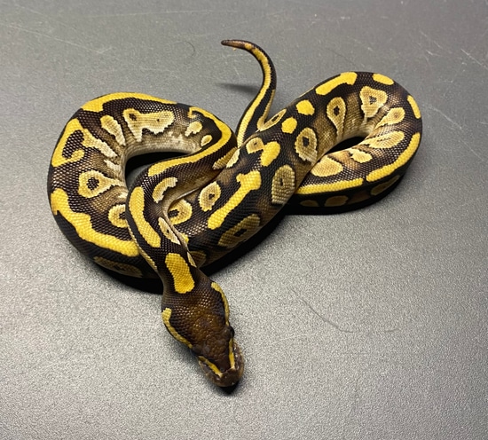 Mojave/Phantom Ball Python by CJC Exotics, LLC