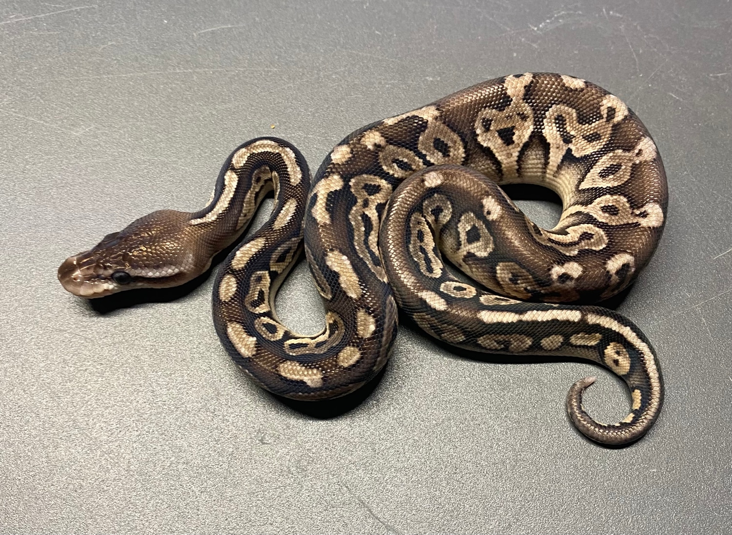 Pewter Granite Ball Python by CJC Exotics - MorphMarket