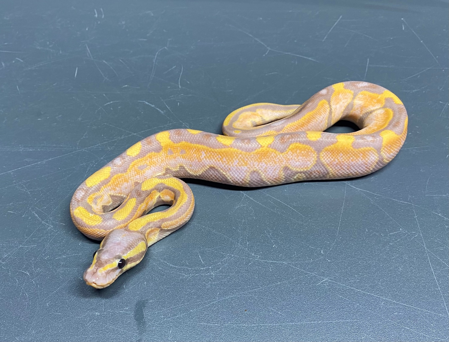 Banana Jungle Woma Ball Python by CJC Exotics - MorphMarket