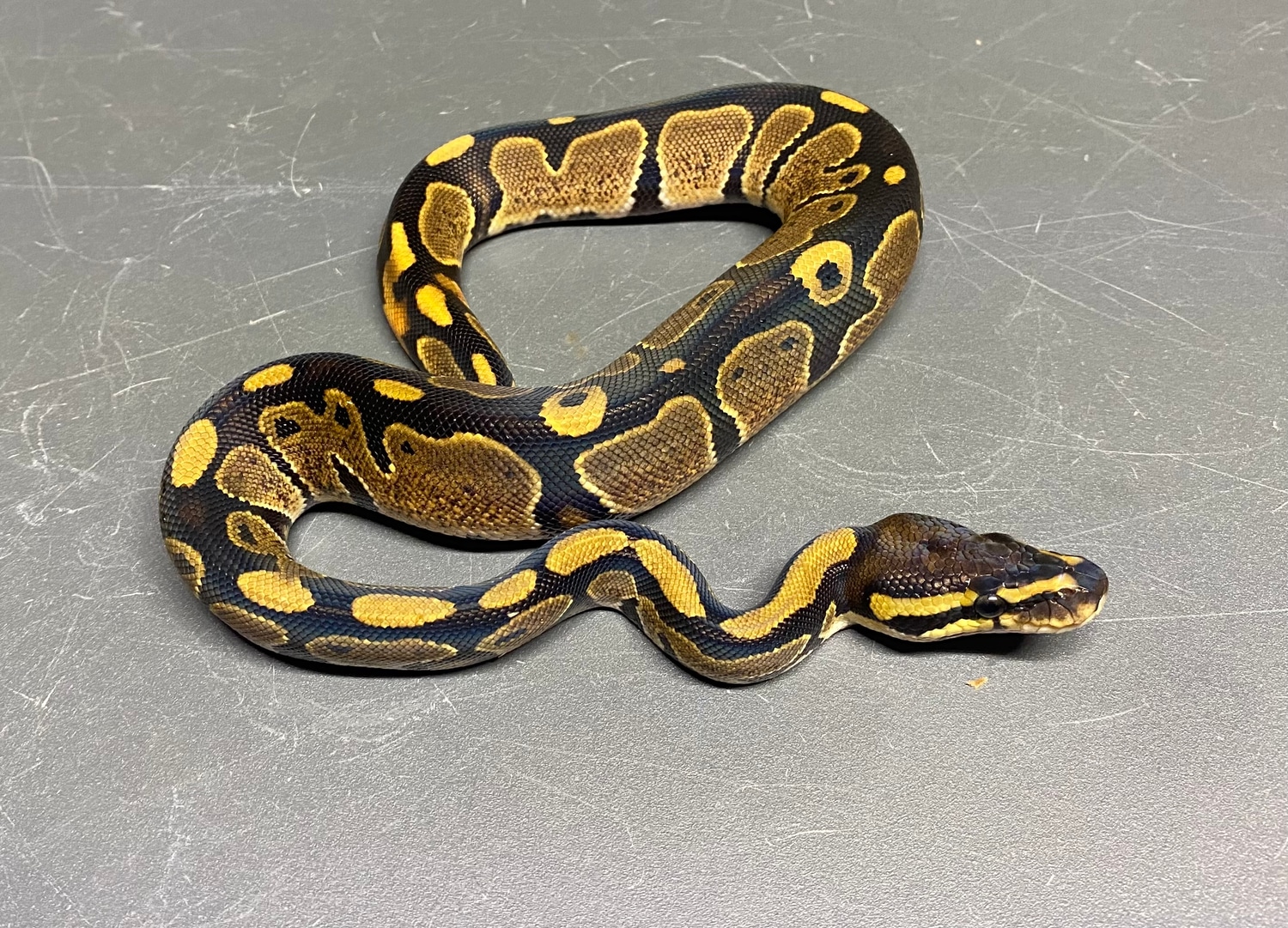 Normal Pos Het Pied (Ringer Forming) Ball Python by CJC Exotics ...