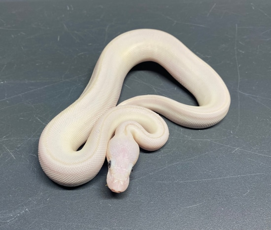 Blue Eyed Leucistic Ball Python by CJC Exotics, LLC