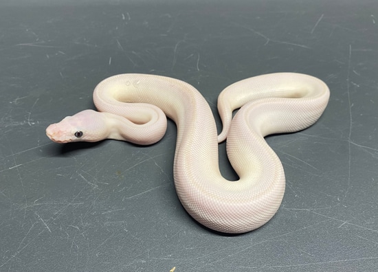 Blue Eyed Leucistic Ball Python by CJC Exotics, LLC