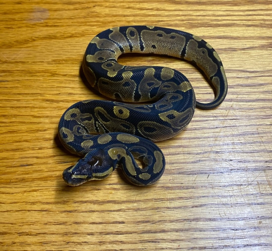 Normal Ball Python by CJC Exotics, LLC