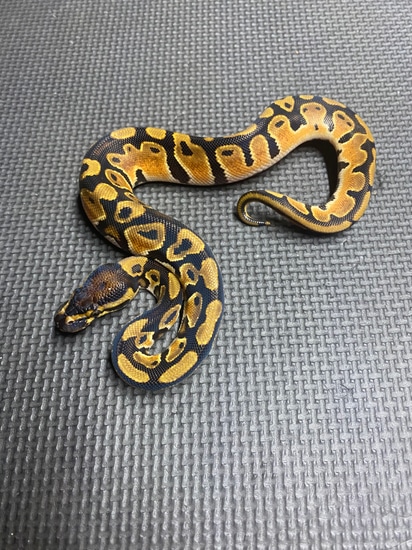 Orange Dream Granite 66% Het Pied Ball Python by CJC Exotics, LLC