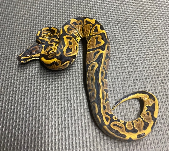 Leopard Yellow Belly Ball Python by CJC Exotics, LLC