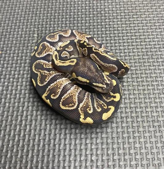 GHI Pos Trick 50% Het Hypo Ball Python by CJC Exotics, LLC