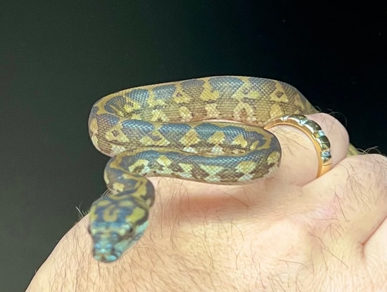 Caramel Het Snow Coastal Carpet Python by CJC Exotics, LLC