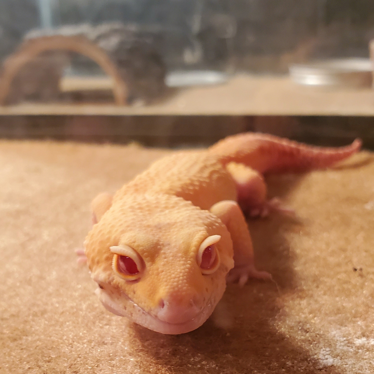 Red Eye Bell Albino Eclipse Leopard Gecko by Geckoa: Stunning Leopard ...