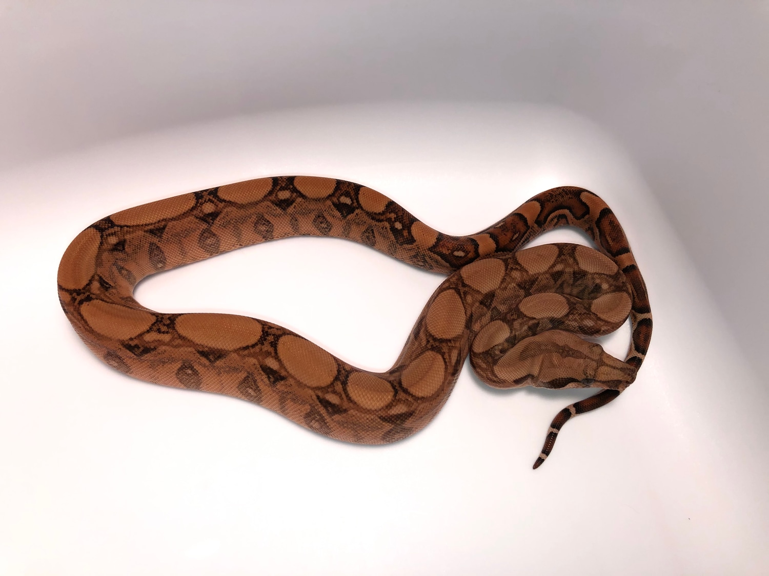 Blood Boa Constrictor by Cedar Creek Constrictors, LLC - MorphMarket