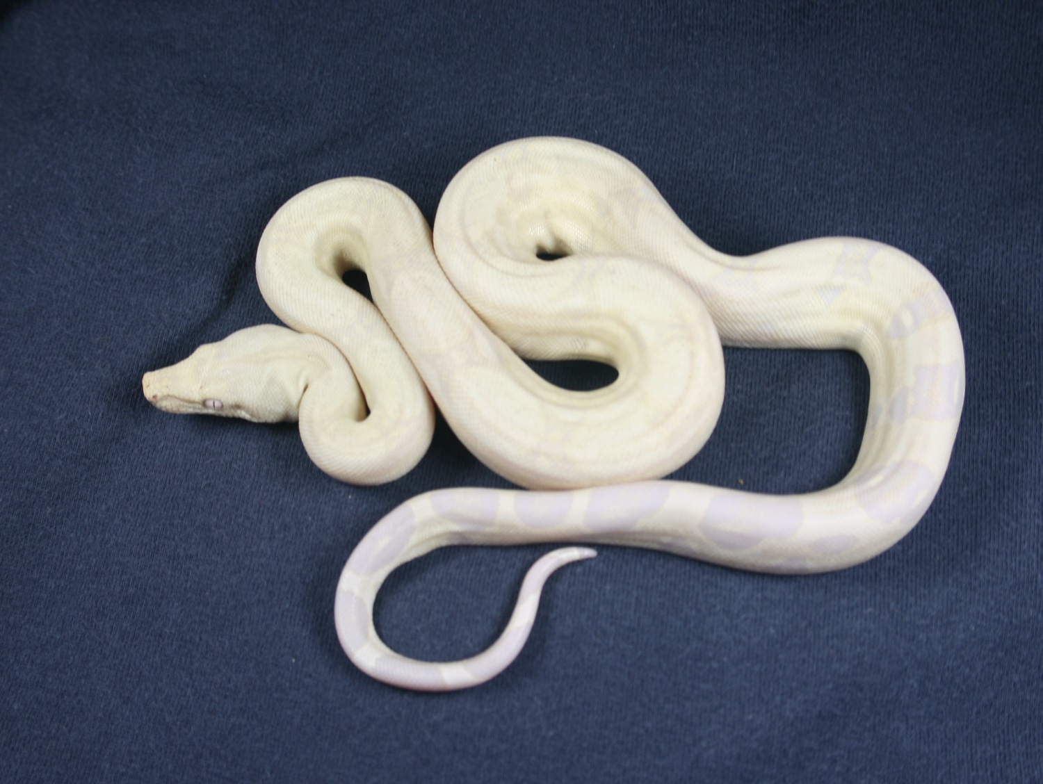 Snow Boa Constrictor by Cedar Creek Constrictors, LLC - MorphMarket