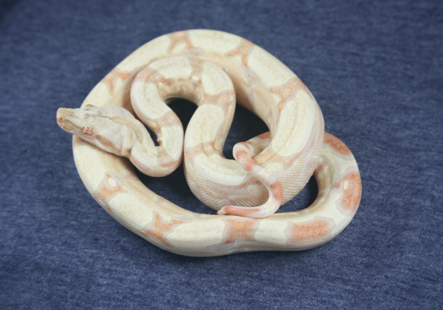 Albino Boa Constrictor by Cedar Creek Constrictors, LLC - MorphMarket