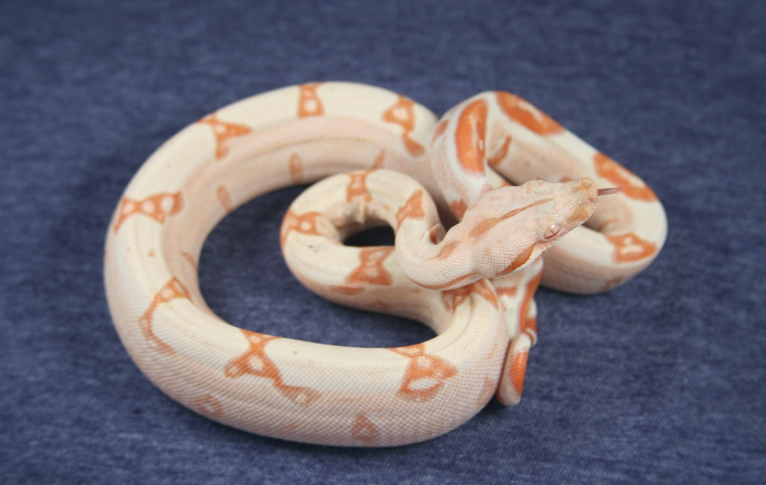 Sunglow Boa Constrictor by Cedar Creek Constrictors, LLC - MorphMarket