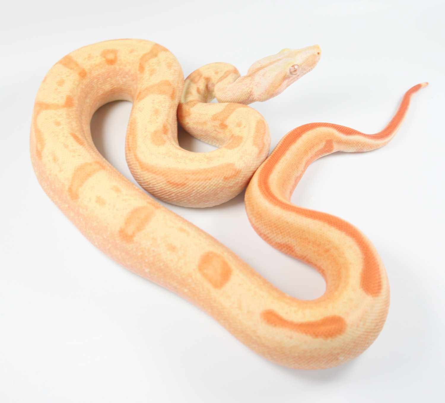 Sunglow Motley Boa Constrictor by Cedar Creek Constrictors, LLC ...
