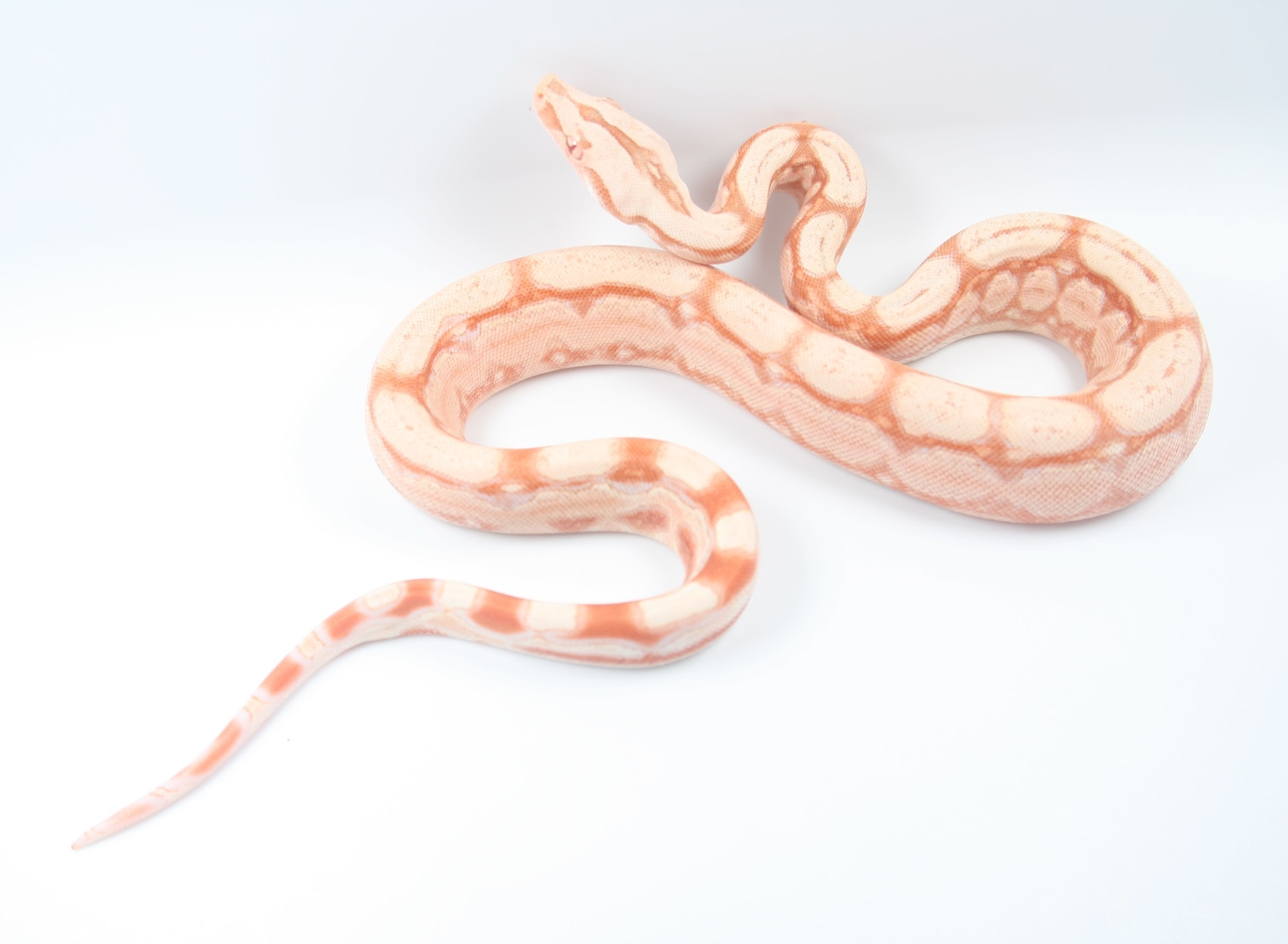 Sunglow Arabesque Boa Constrictor by Cedar Creek Constrictors, LLC ...
