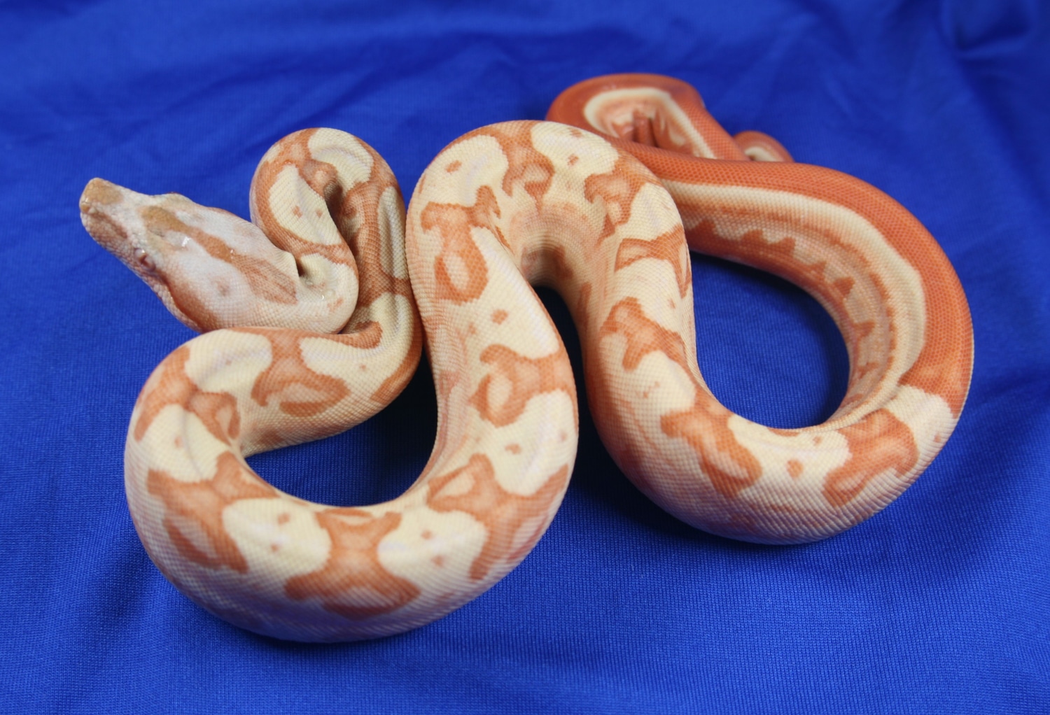 Sunglow Jungle Motley Boa Constrictor by Cedar Creek Constrictors, LLC ...