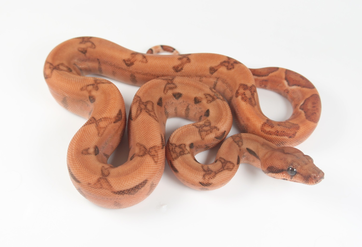 Hypo Blood Boa Constrictor by Cedar Creek Constrictors, LLC - MorphMarket