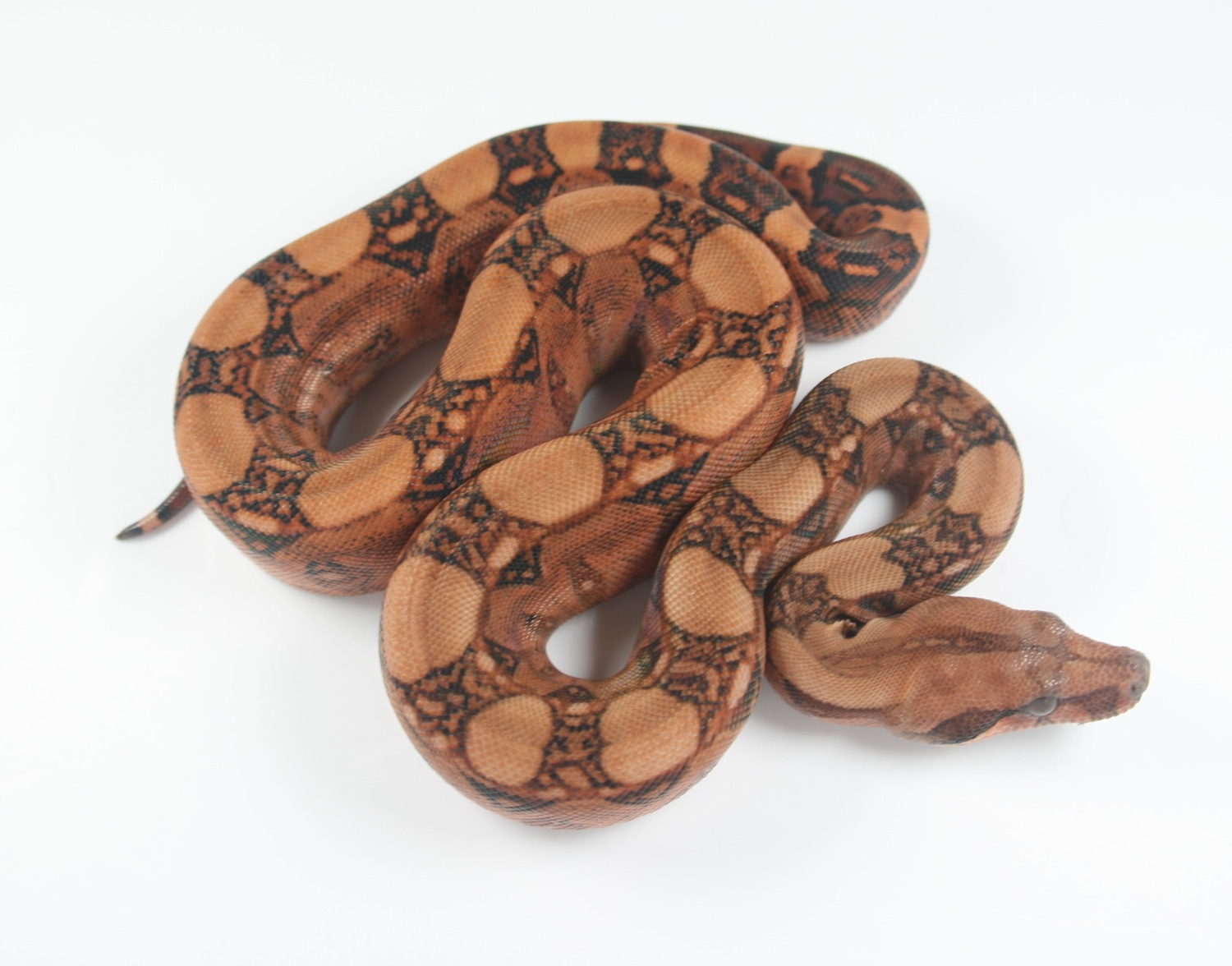 Blood Boa Constrictor by Cedar Creek Constrictors, LLC - MorphMarket