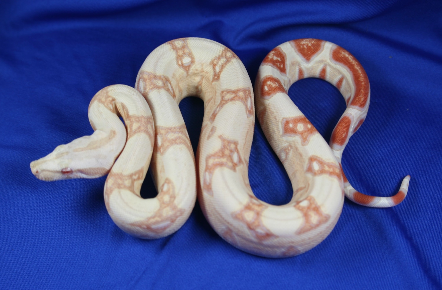 Albino Boa Constrictor by Cedar Creek Constrictors, LLC - MorphMarket