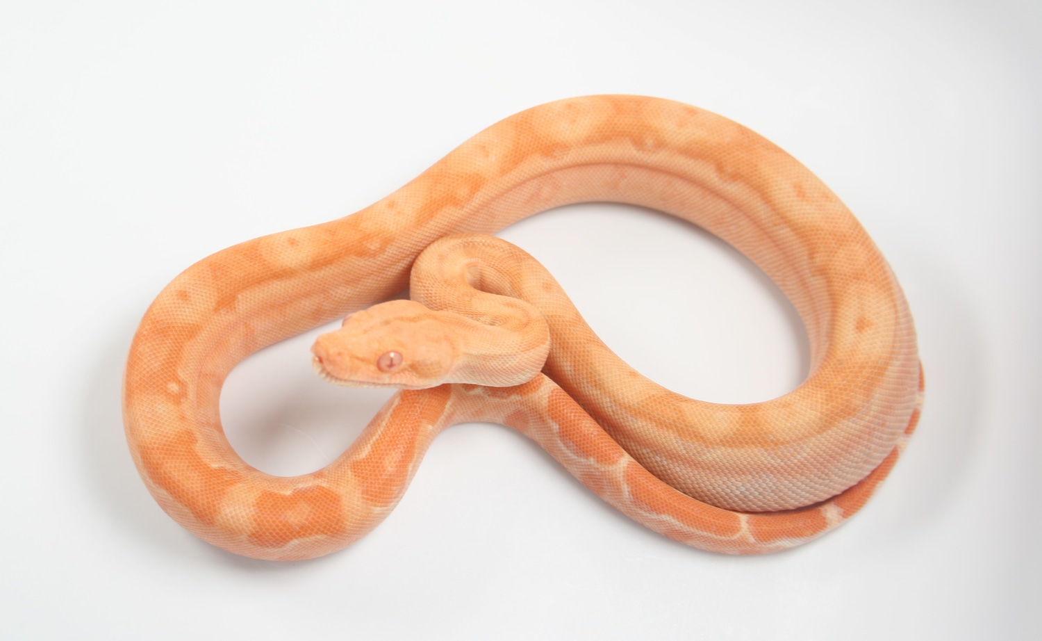 Albino Het Blood Boa Constrictor by Cedar Creek Constrictors, LLC ...