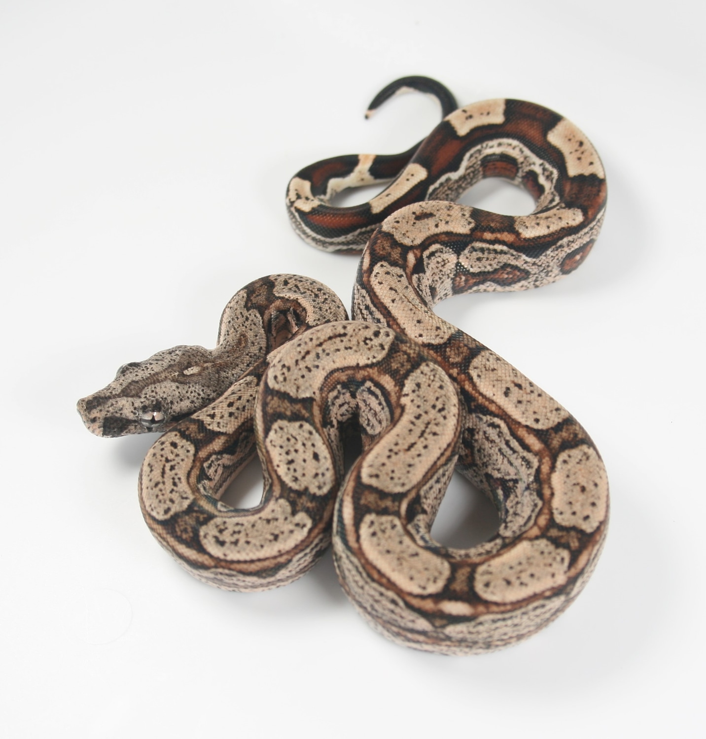 Arabesque Het Albino Boa Constrictor by Cedar Creek Constrictors, LLC ...