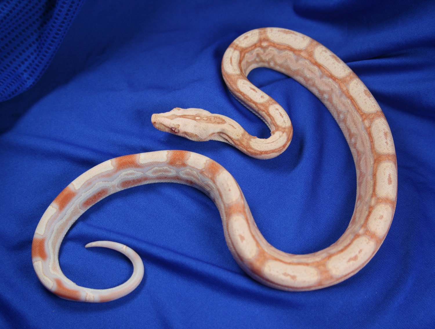Albino Arabesque Boa Constrictor by Cedar Creek Constrictors, LLC ...