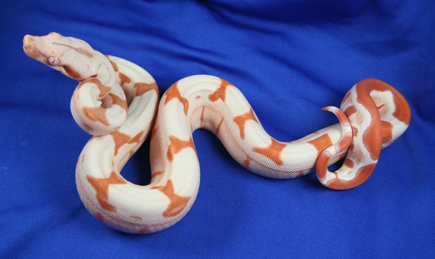 Sunglow Boa Constrictor by Cedar Creek Constrictors, LLC - MorphMarket