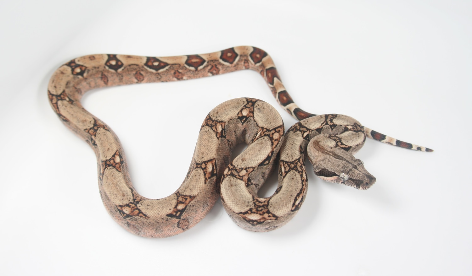 Het Blood Boa Constrictor by Cedar Creek Constrictors, LLC - MorphMarket