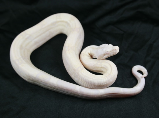 Snow Boa Constrictor by Cedar Creek Constrictors, LLC