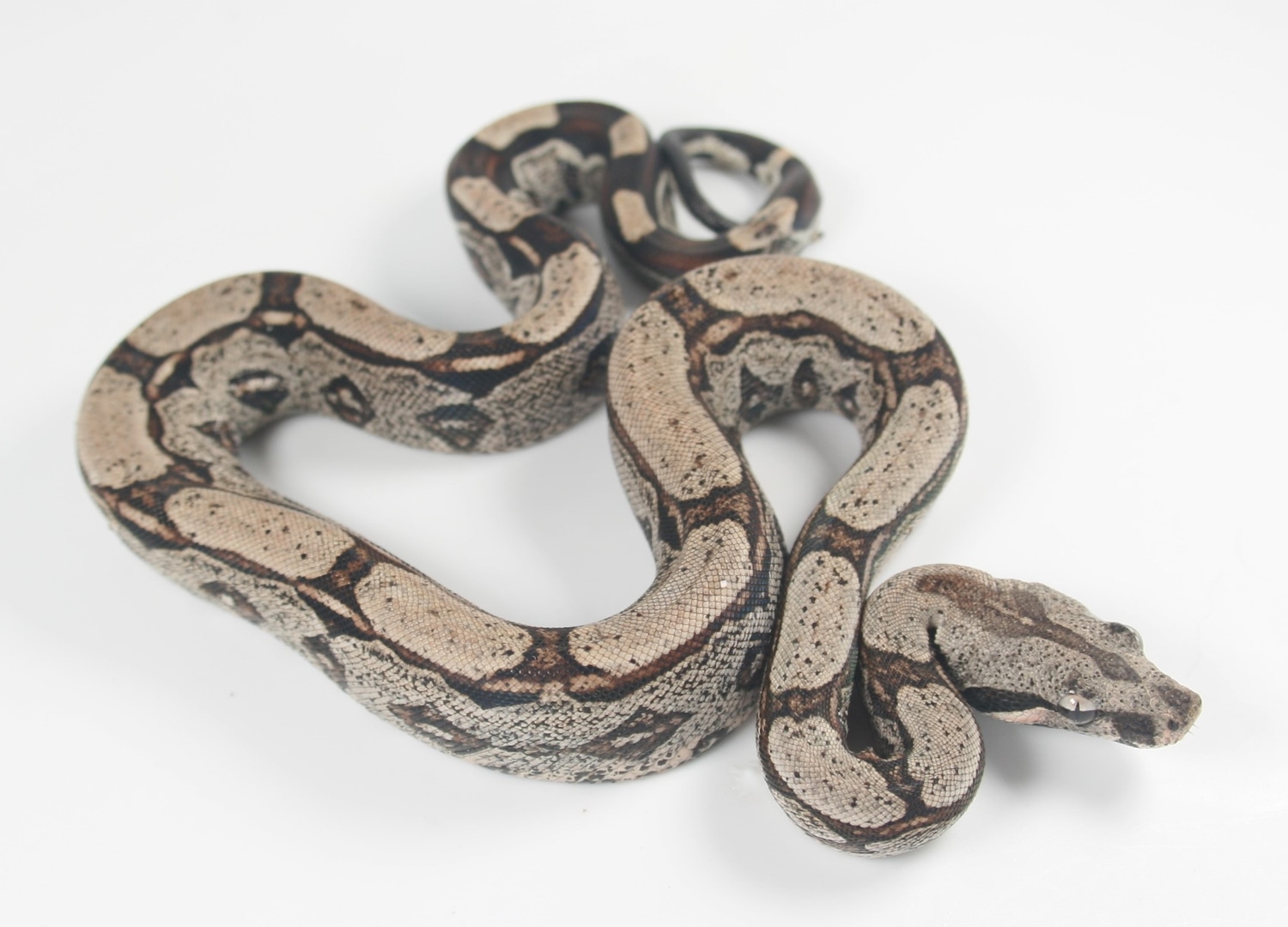 Arabesque Het Albino Boa Constrictor by Cedar Creek Constrictors, LLC ...