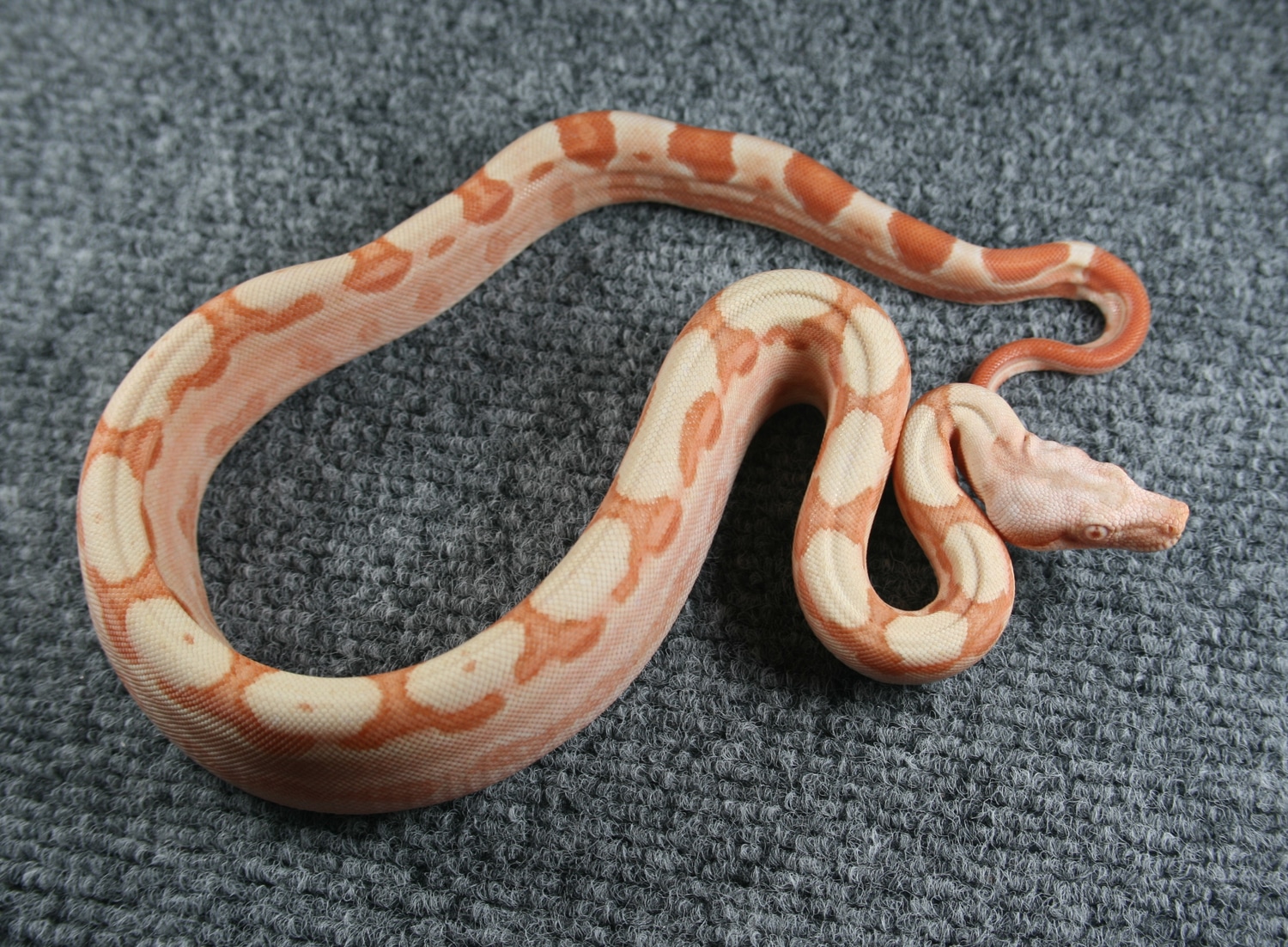Sunglow Motley Boa Constrictor by Cedar Creek Constrictors, LLC ...