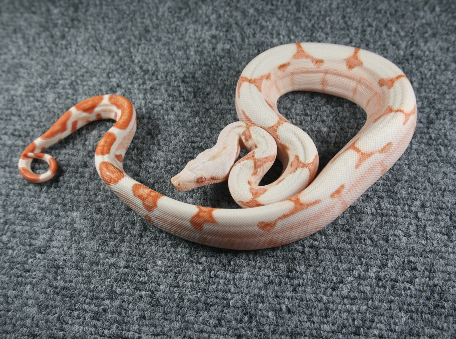Sunglow Boa Constrictor by Cedar Creek Constrictors, LLC - MorphMarket