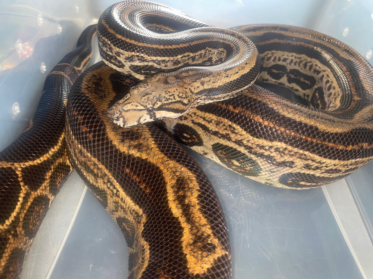 Central America Motley Het Leopard Boa Constrictor by Cedar Creek ...