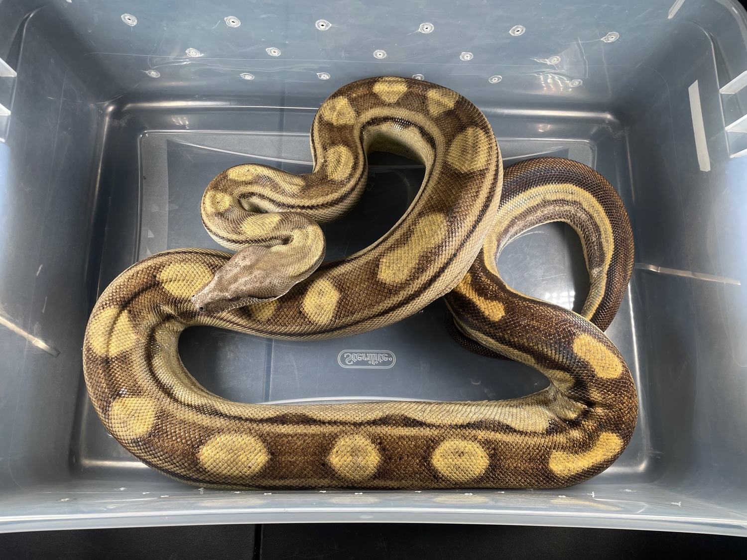 Motley Het Albino Boa Constrictor by Cedar Creek Constrictors, LLC ...