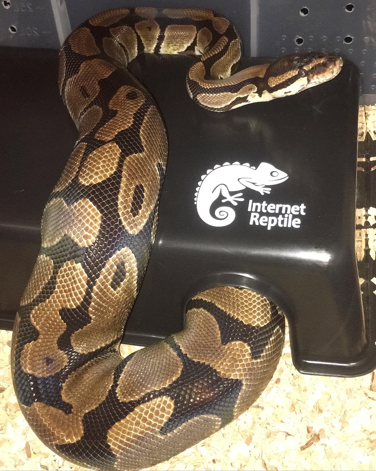 Proven Double Het DG Axanthic TSK Ball Python by ConstrictorCentral ...