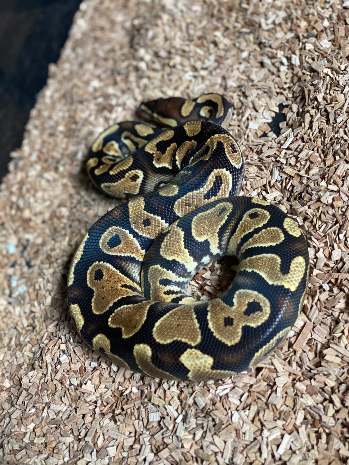 Yellowbelly Het Clown Ball Python by ConstrictorCentral - MorphMarket