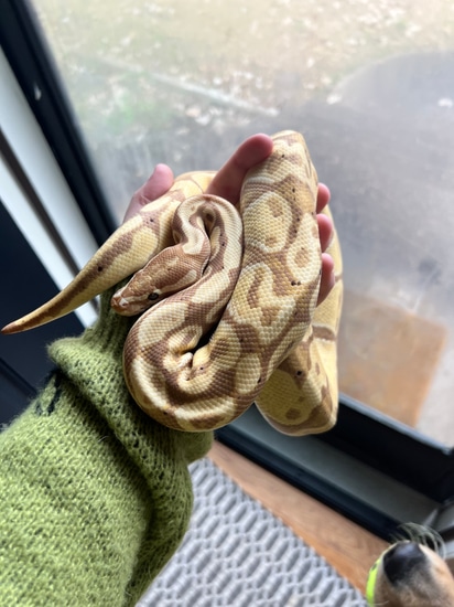 Banana Fire Ball Python by CCW Reptiles