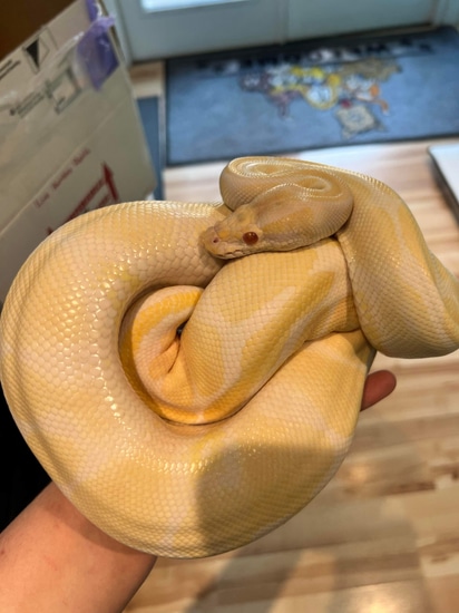 Candino Female Ball Python by CCW Reptiles