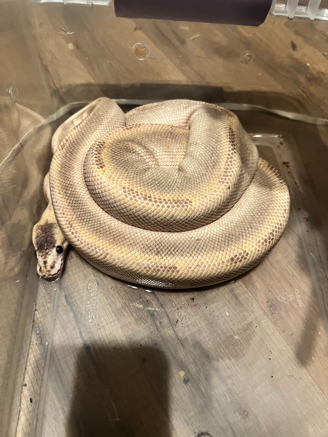 Champagne Mojave Ball Python by CCW Reptiles - MorphMarket
