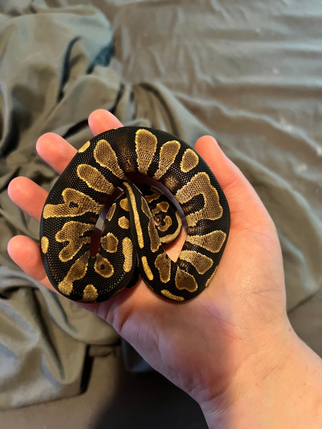 Yellow Belly 100% Het Pied Ball Python by CCW Reptiles - MorphMarket