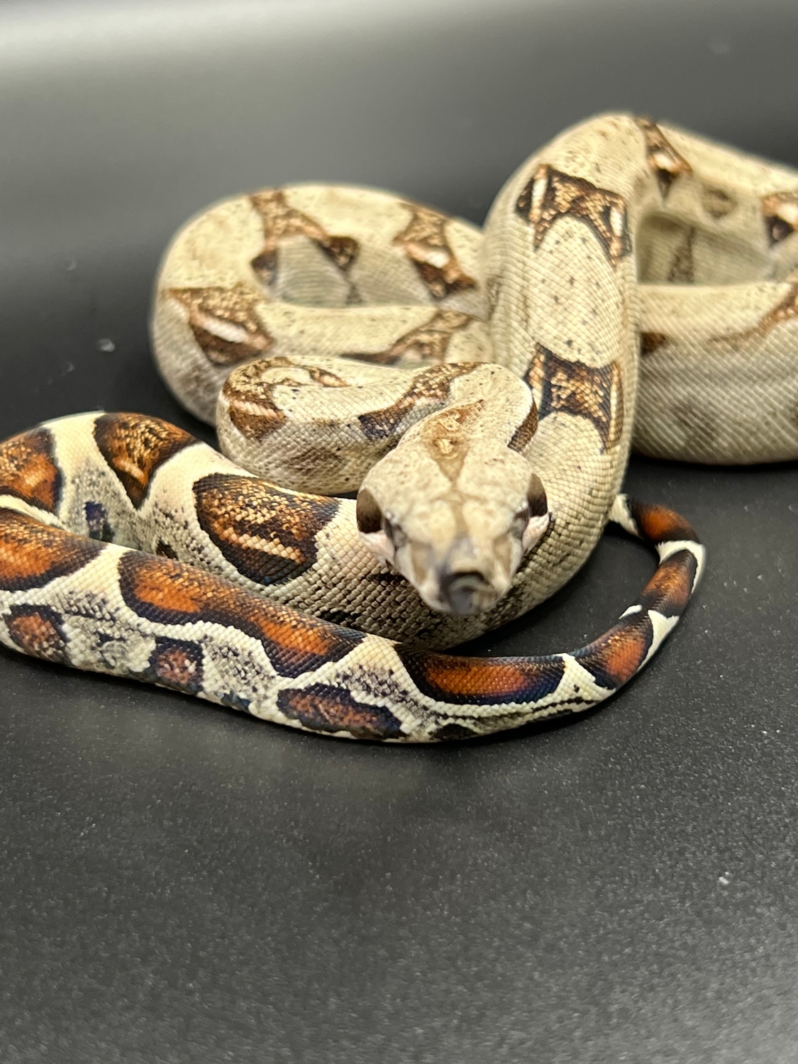 100% Het Anery Boa Constrictor by HotScale Exotic - MorphMarket