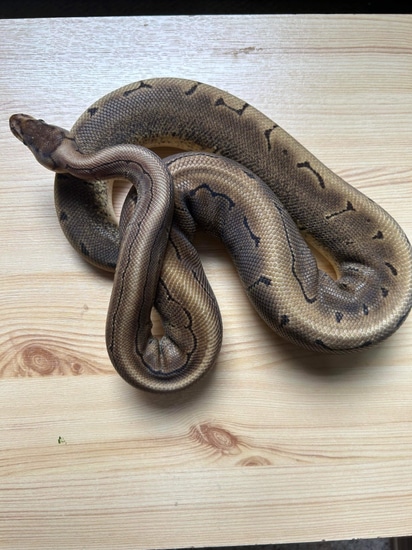 CB2020 Woma Pinstripe Ball Python by CDBRoyals